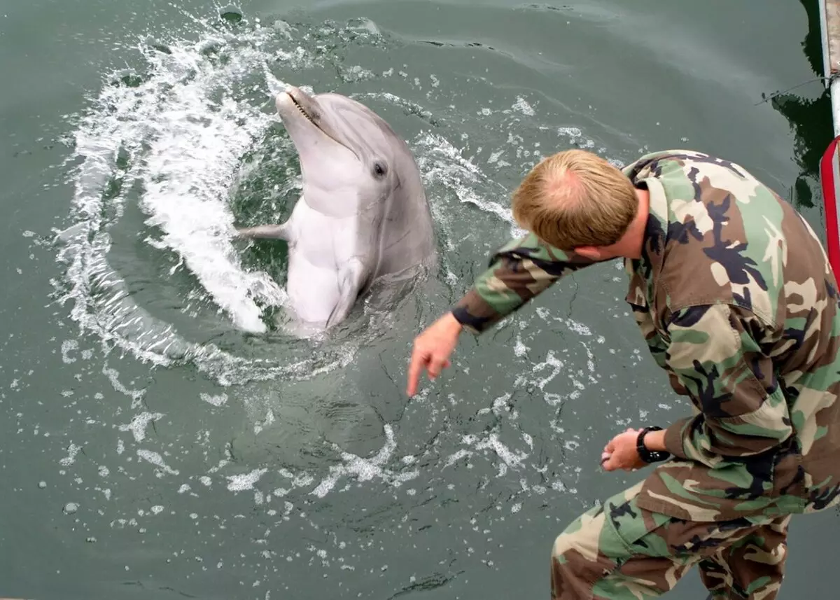 Varnarmálaráðuneytið kaupir Dolphins