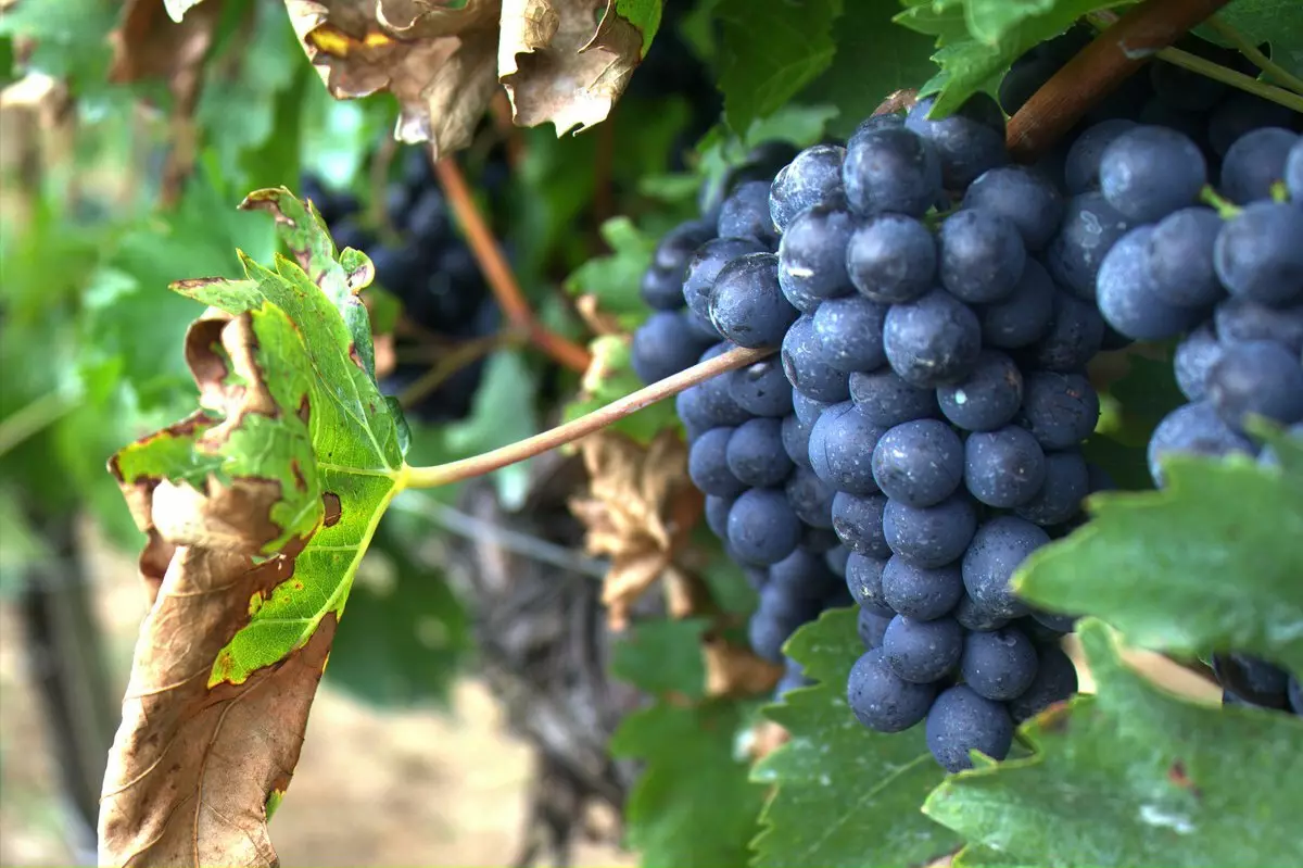 Глобално затоплување и WineMaking: Што се случува сега и што се случува следно