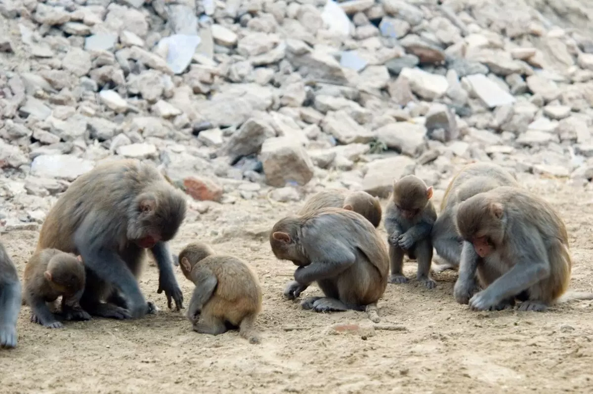 रक्षा मंत्रालय मैकक खरीदता है