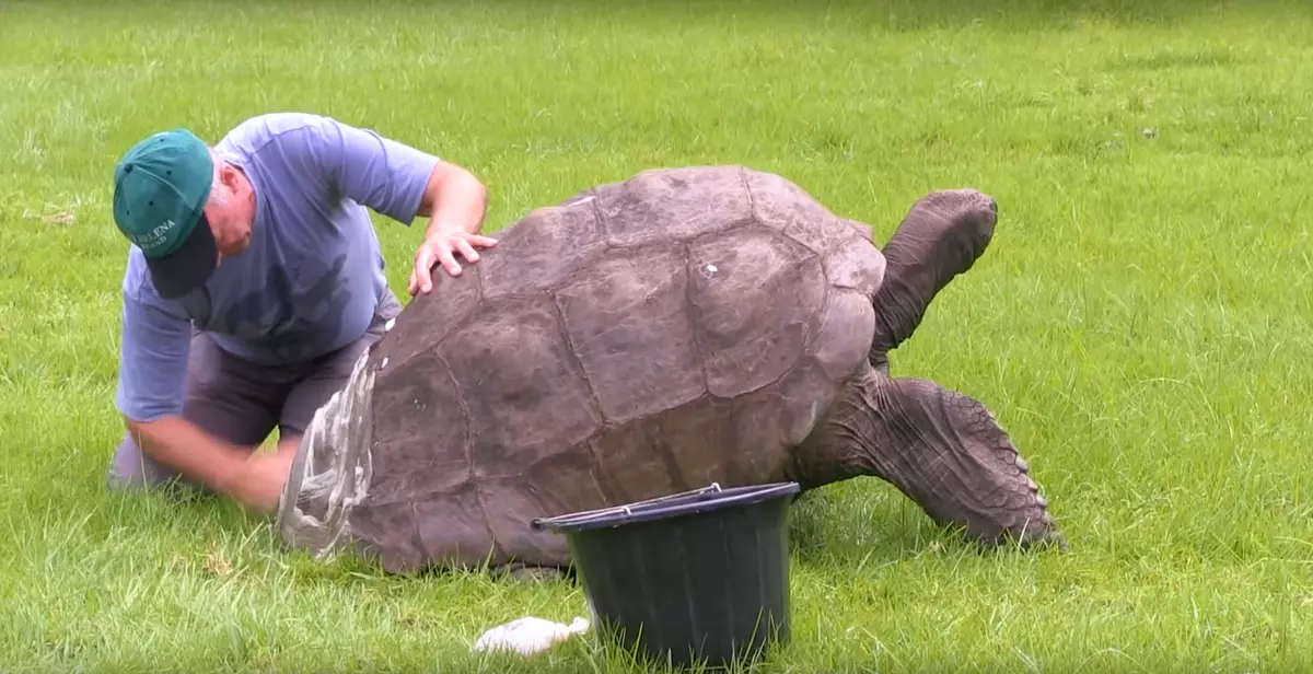 The oldest turtle washed first