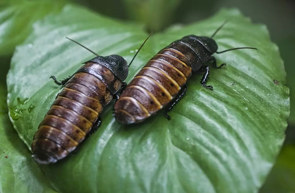 Russians tried to smuggle in the Dominican Republic Madagascar cockroaches