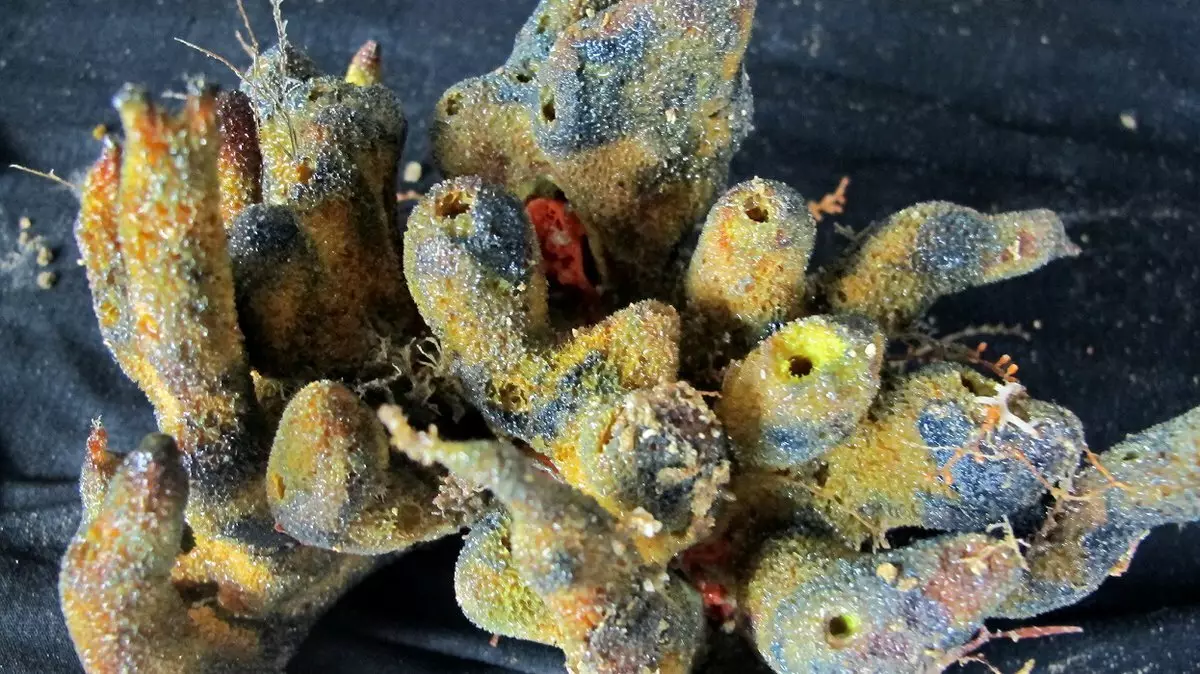 Giant Coral greben pronađen na ušću Amazone