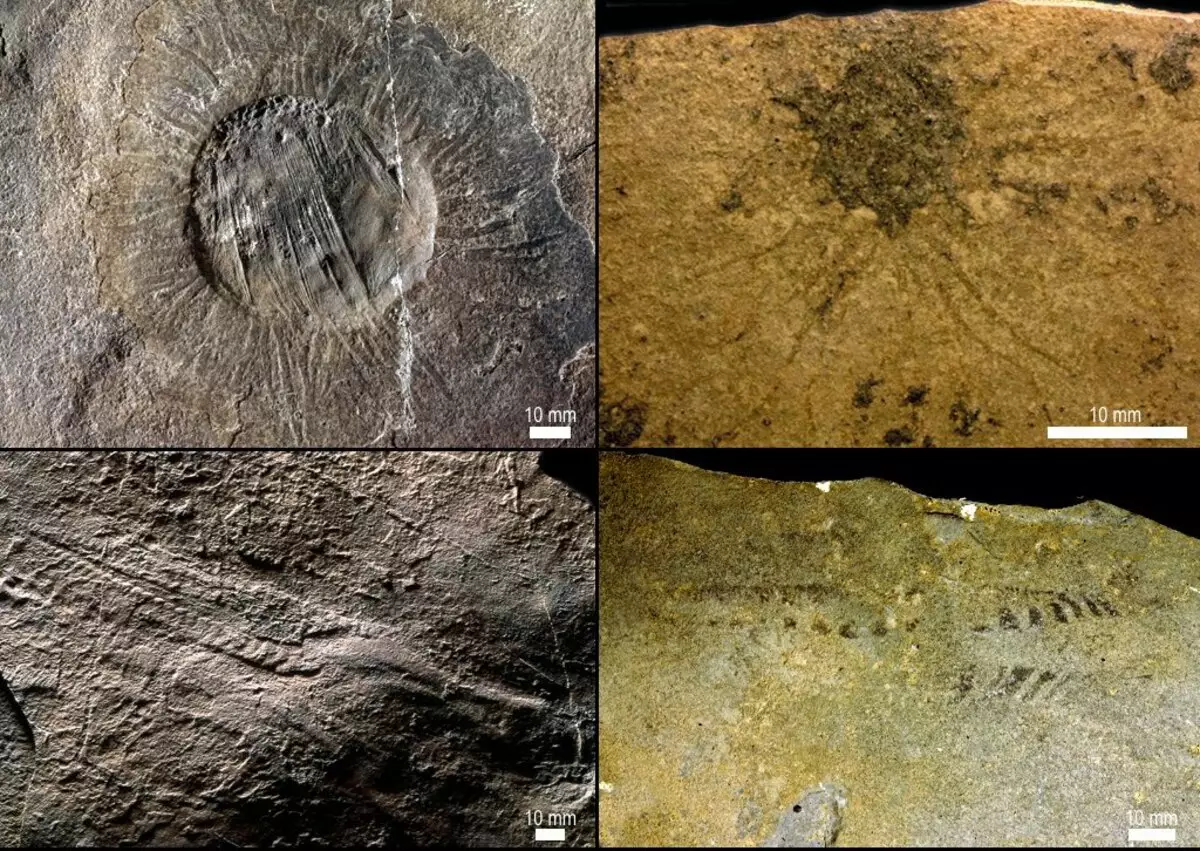 Hyperthy dari Artik: 500 juta tahun di masa lalu