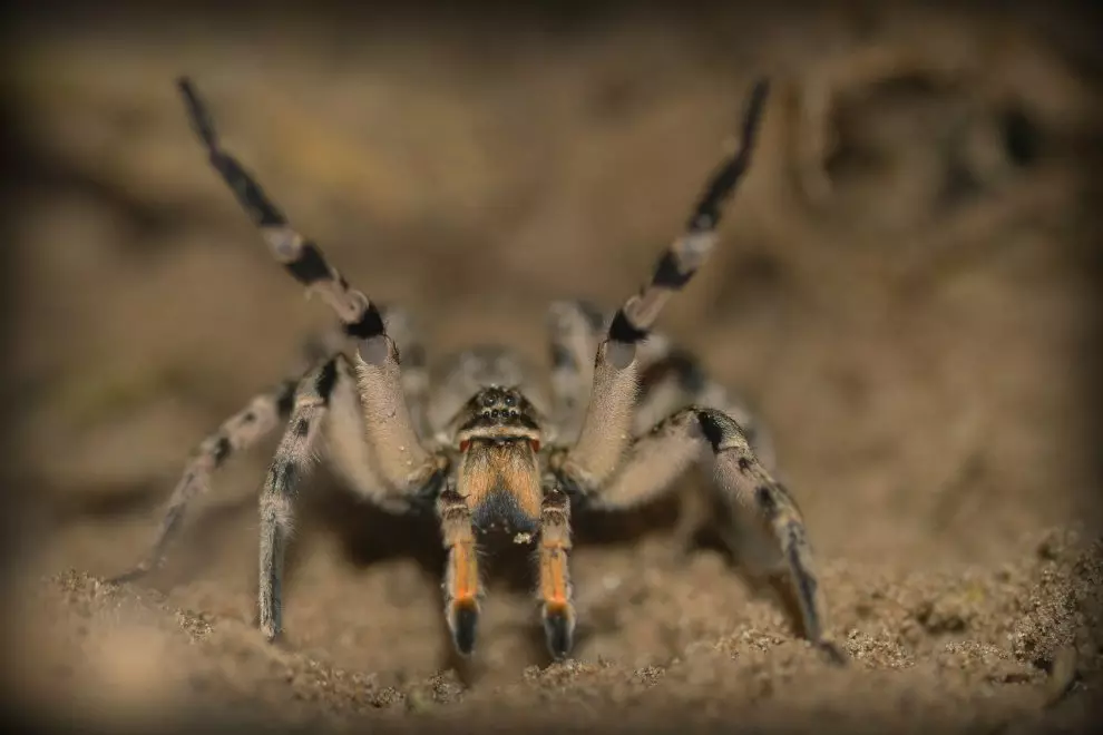 I-Tarantula ihlaselwe umgibeli wendiza