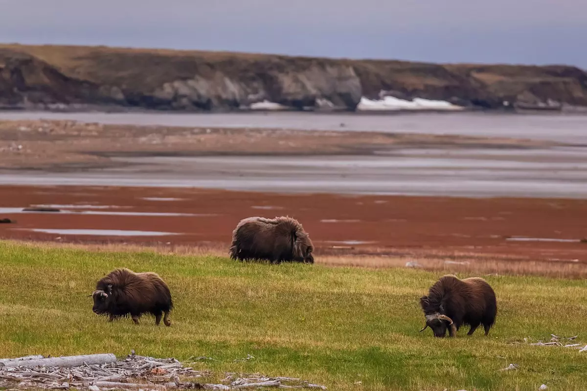 Við förum í austri. Rússar geta sótt um ókeypis land í DFO