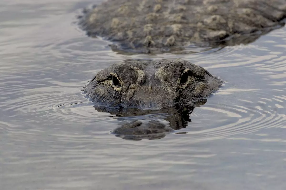 Atradis ķermeņa zēns, kas nolaupīts ar Alligator Orlando