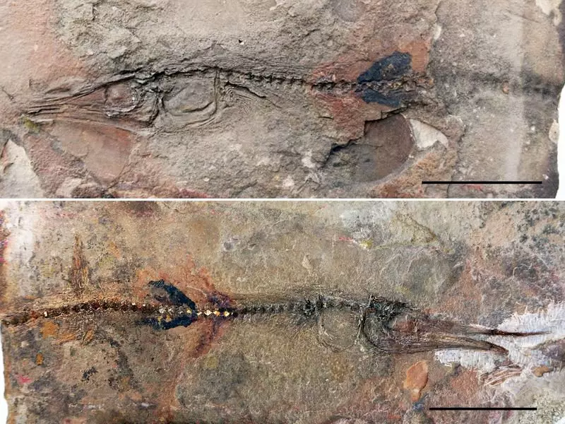 Hur pojken fann ett fiskskelett på 90 miljoner år gammal