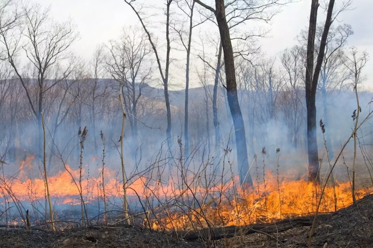 WWF: Iterambere ryukuri mu mashyamba mashya ribangamira ibintu