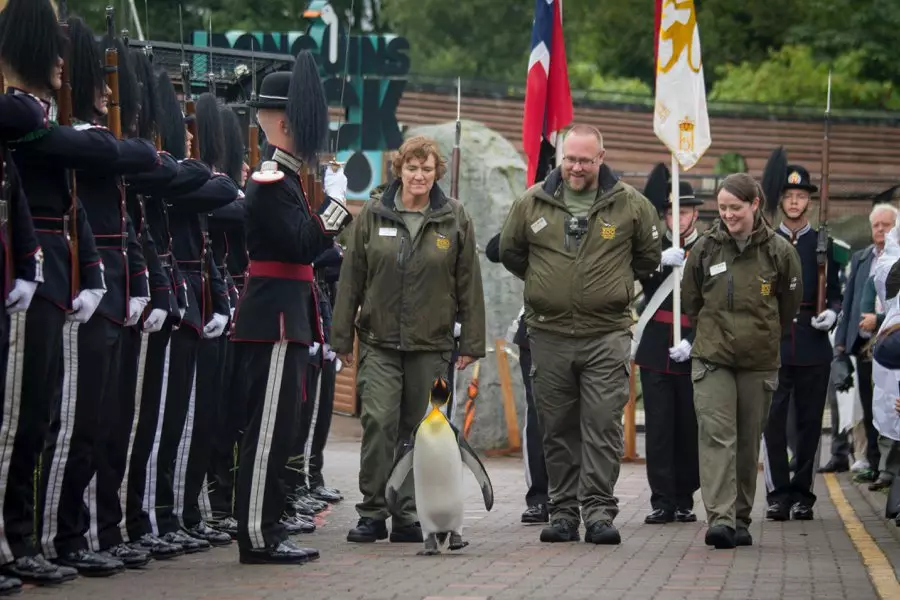 Sa Norway, ang penguin nahimong heneral sa harianong guwardiya