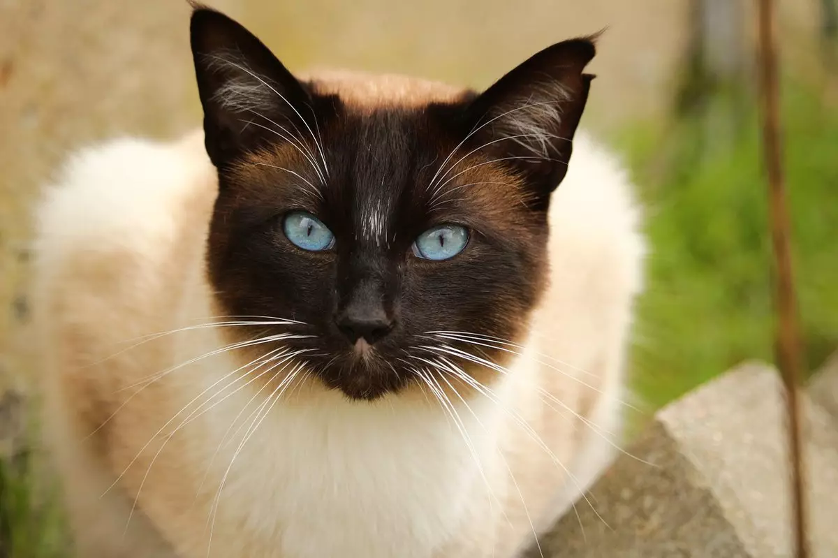 Hvordan blev katten til forfatteren af ​​videnskabeligt arbejde på fysik