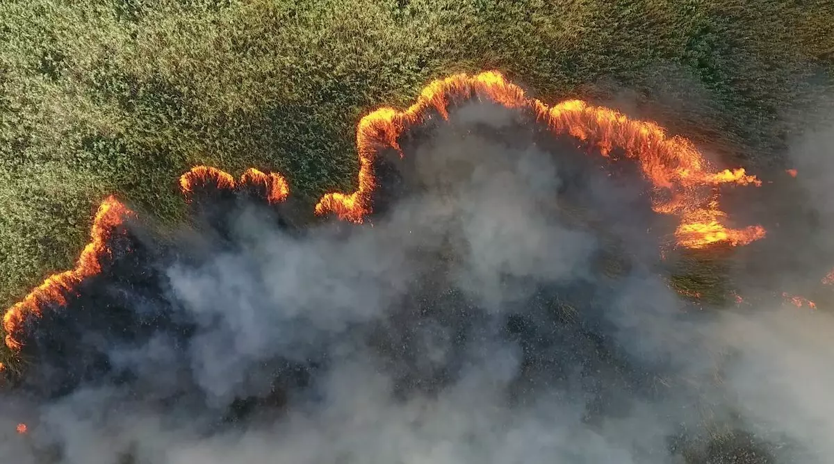 Կուբանում Greenpeace- ի ակտիվիստները հարձակվել են անհայտ դիմակների ջոկատի վրա