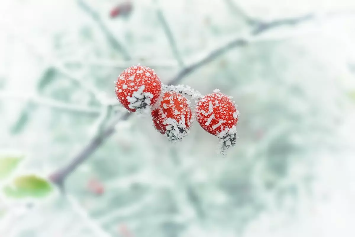 62 degrees of Frost: Isimo sezulu eRussia siya erekhodi