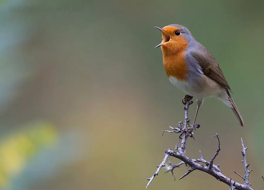 Di mana merayakan Hari Internasional Burung