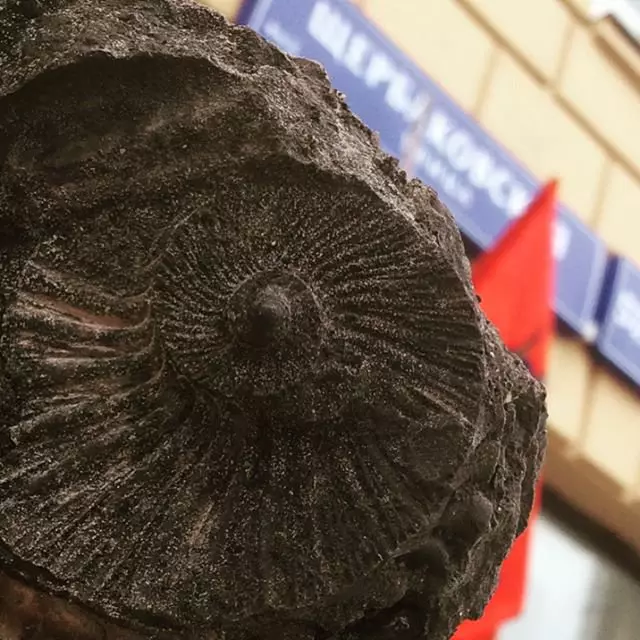 Straße in Moskau bedeckte Ton mit den Überresten der Mollusks der Jurassic-Periode