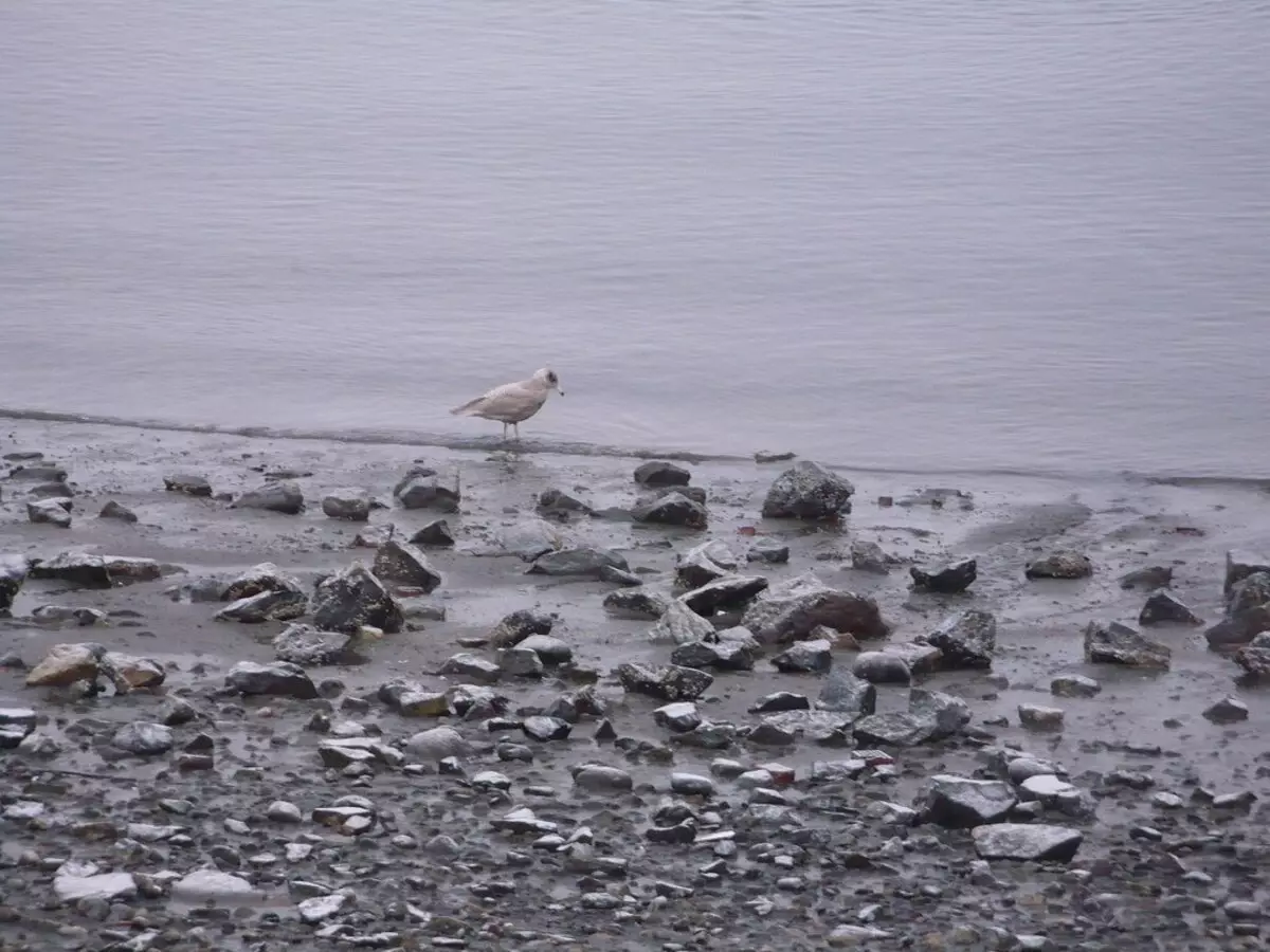 Kunstmatige eilanden verschijnen in de Barents Sea