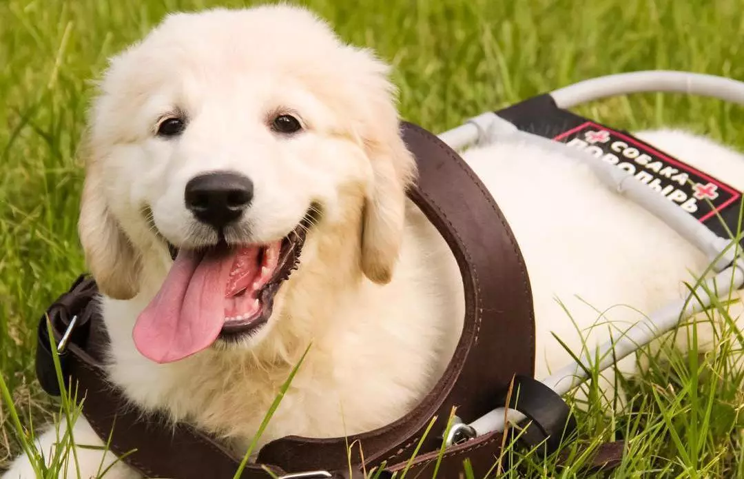 Come comunicare con il cieco, che è accompagnato da un cane guida