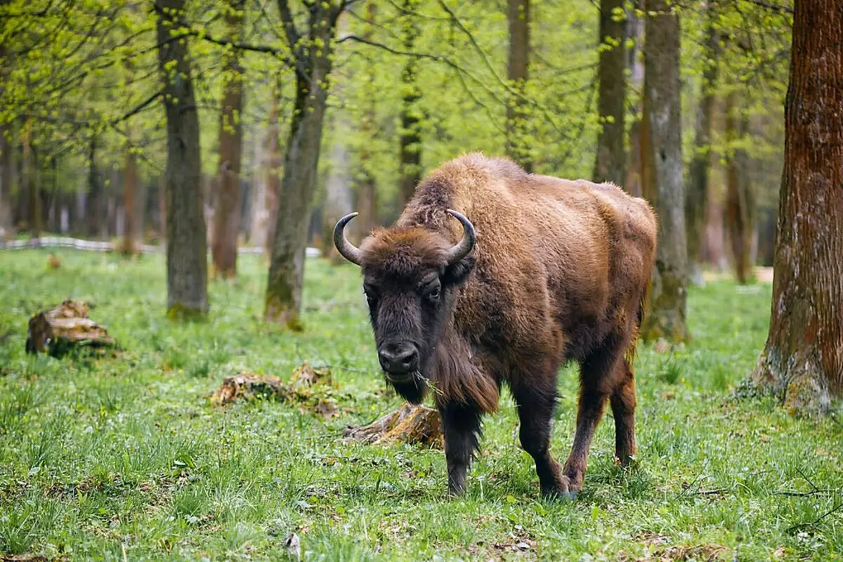 An chéad cheann ar feadh 250 bliain Bison, le feiceáil sa Ghearmáin, a maraíodh le hordú na n-údarás