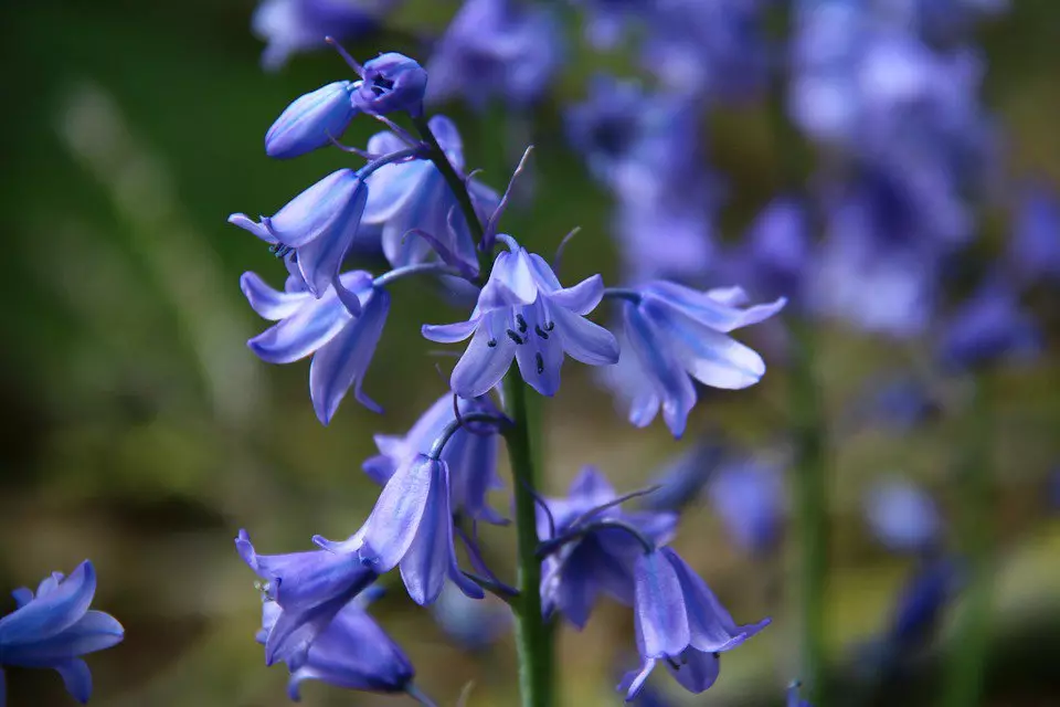 I mBaisc an Bhionn Ullmhaigh na mílte Bells saoire