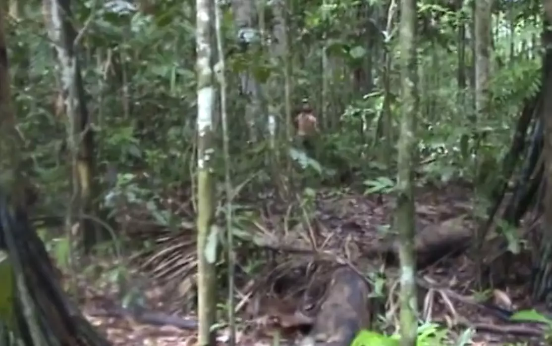 De leschte Vertrieder vum onbekannte derbŠi vun Amazonia: fir d'éischte Kéier op Video