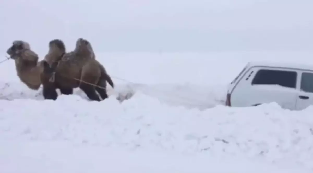 Kamel zieht ein Auto aus einer Schneeverwehung oder einem Winter in Saratov aus