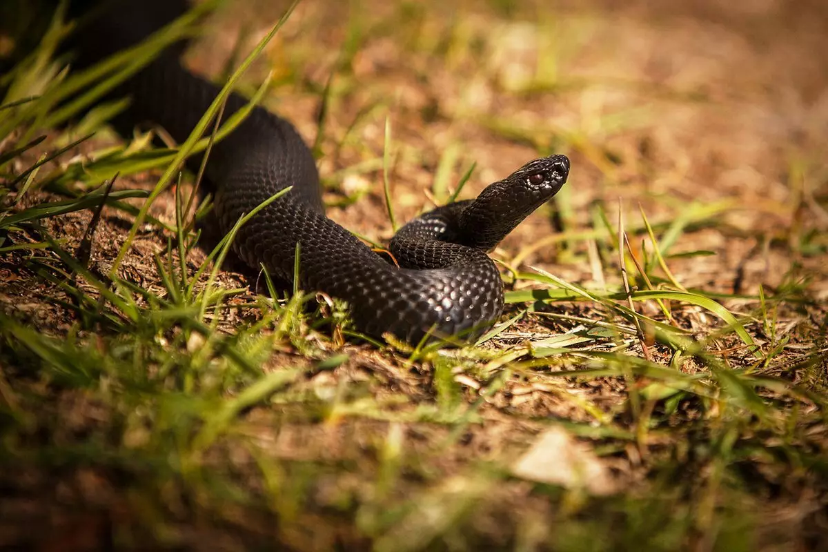 How to treat snake bites