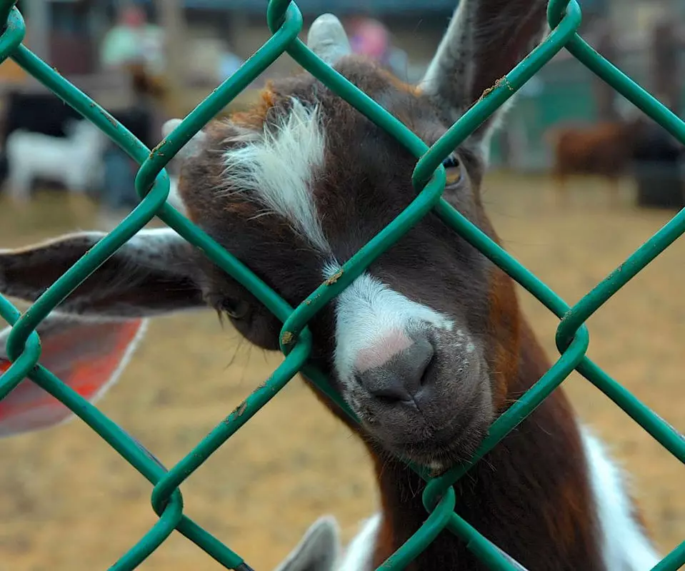 Najveći zoološki zoološki vrt Moskovskog područja planira se otvoriti u Solnechnogorsk