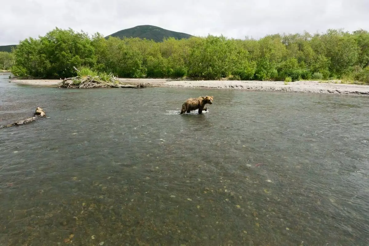 Asnjë peshk, arinj të uritur janë të rrezikshme: një rrugë turistike është e mbyllur në Kamchatka