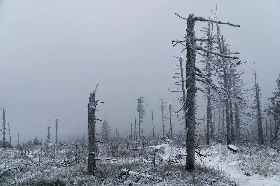 Las świerkowy zniszczony przez huragan