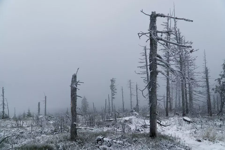 Spruce forest destroyed by hurricane