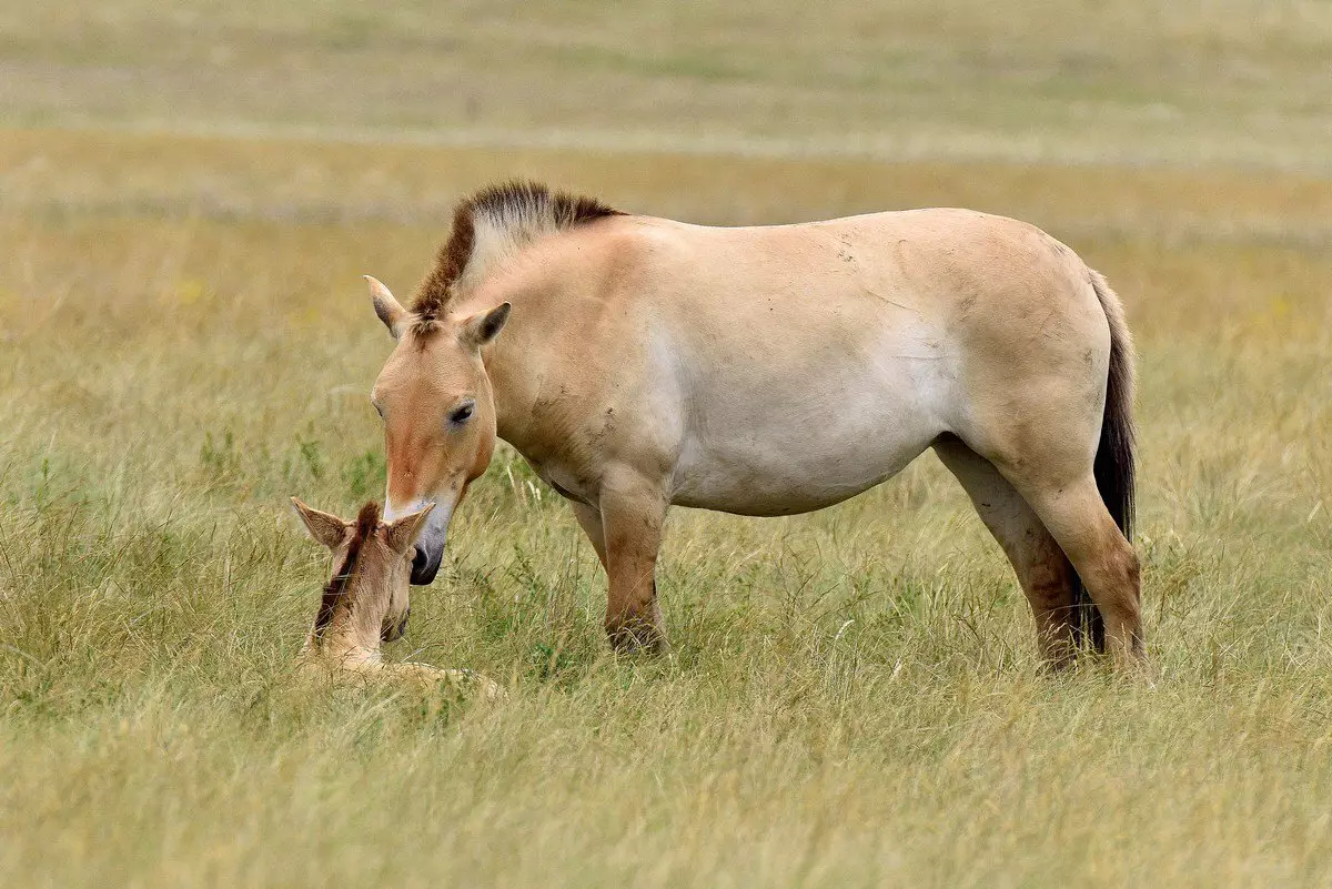 Przhevalsky zirgs. Foto: Natalia Sudets