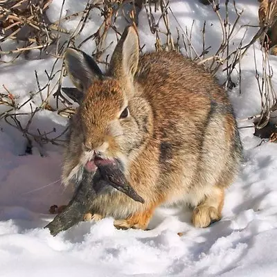 Rabbit_shopes_papilloma_virus_3.jpg.