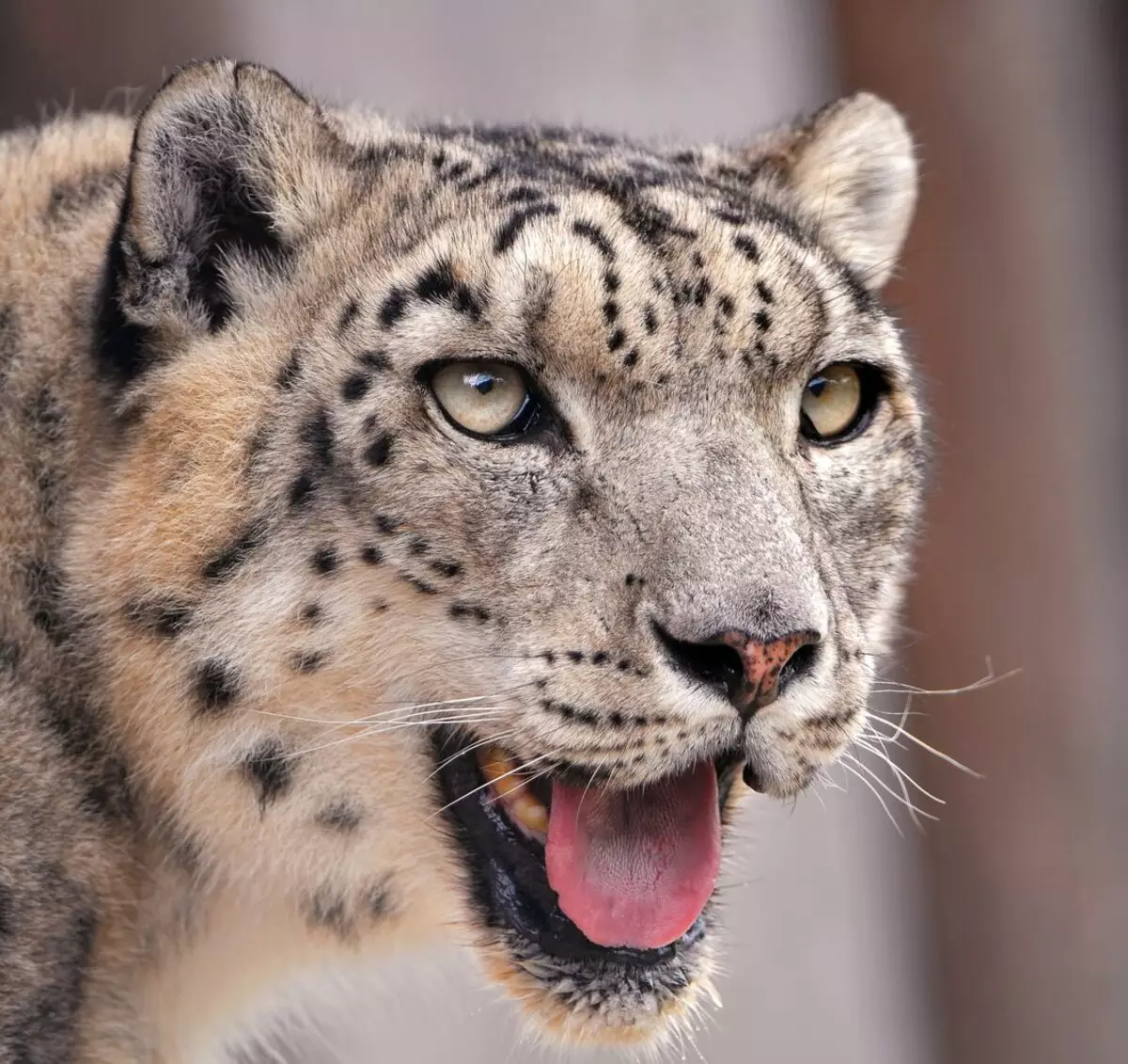 Snow_leopard_portrait.jpg.jpg.