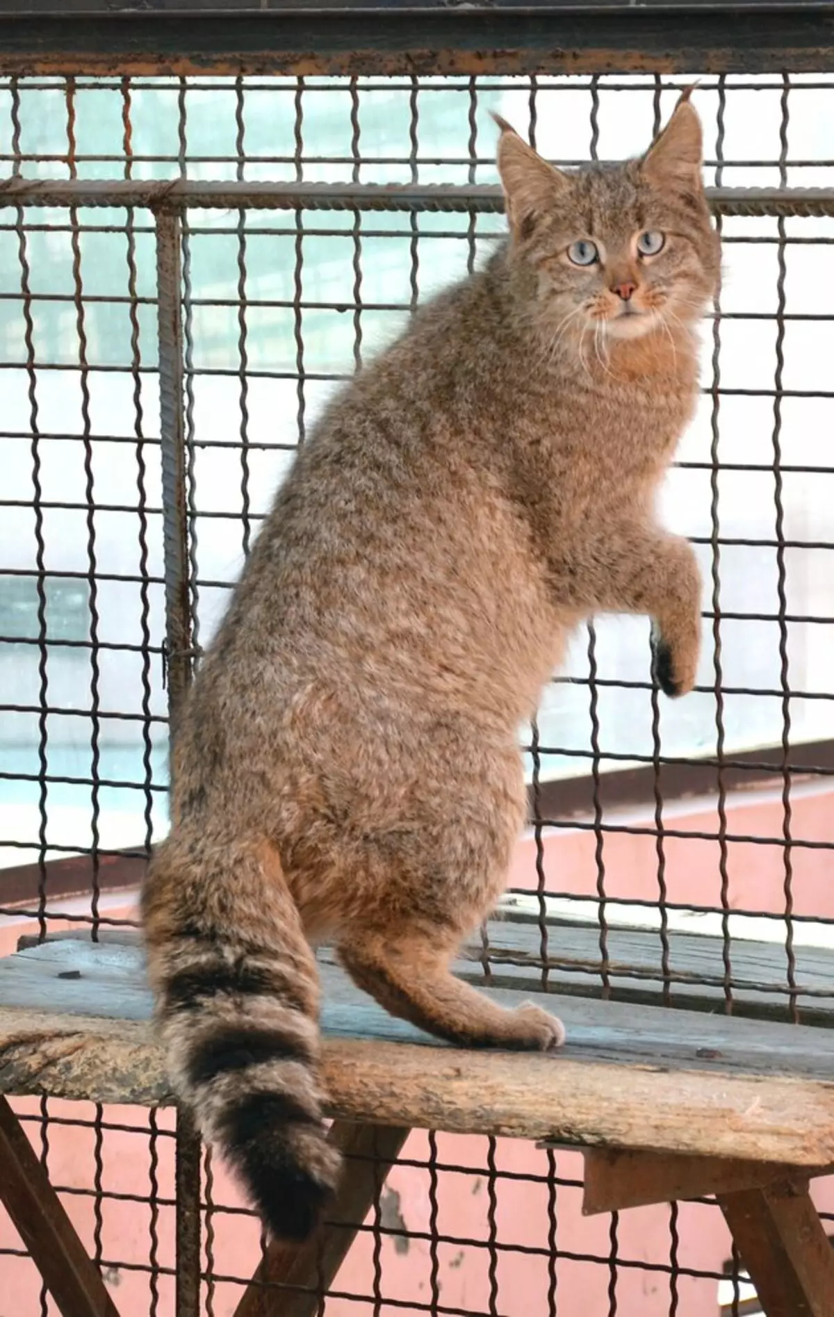 Minese_mountain_cat_ (felis_bieti) _in_xining_wild_zoo.jpg