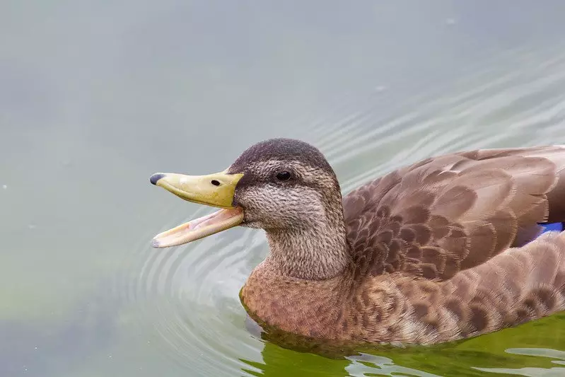 Dómstóllinn í Frakklandi gerði ducks hátíðlega trúður