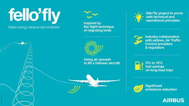 Inforgraphic-Fellow-Fly.jpg