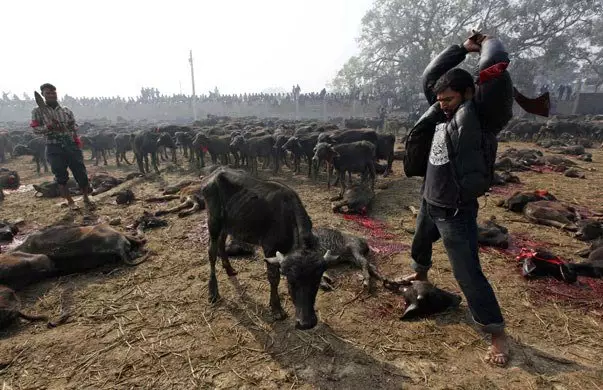 Nepal, gurbanlyklaryň gaty ganly baýramyny başlady. 4 ýyl ozal gadagan edildi diýen ýaly