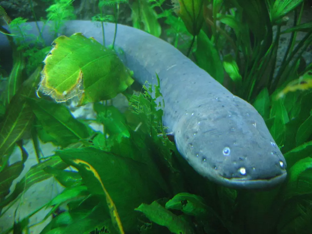 Electric Eel.