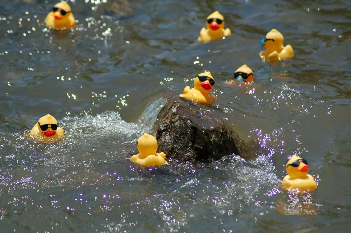 No norte de Inglaterra, os patos de goma foron prohibidos de participar en carreiras: en balde ou non en balde?