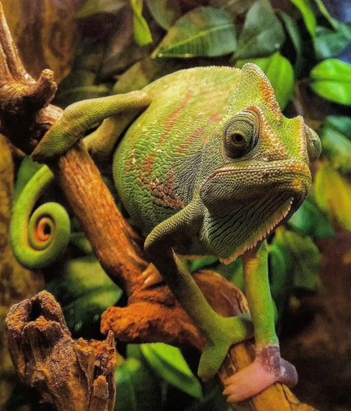 I den botaniska trädgården i Moskva State University började "tropisk vinter"