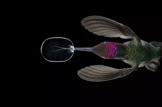 Pi bon-of-deseni-wè-humingbirds-fly.jpg la