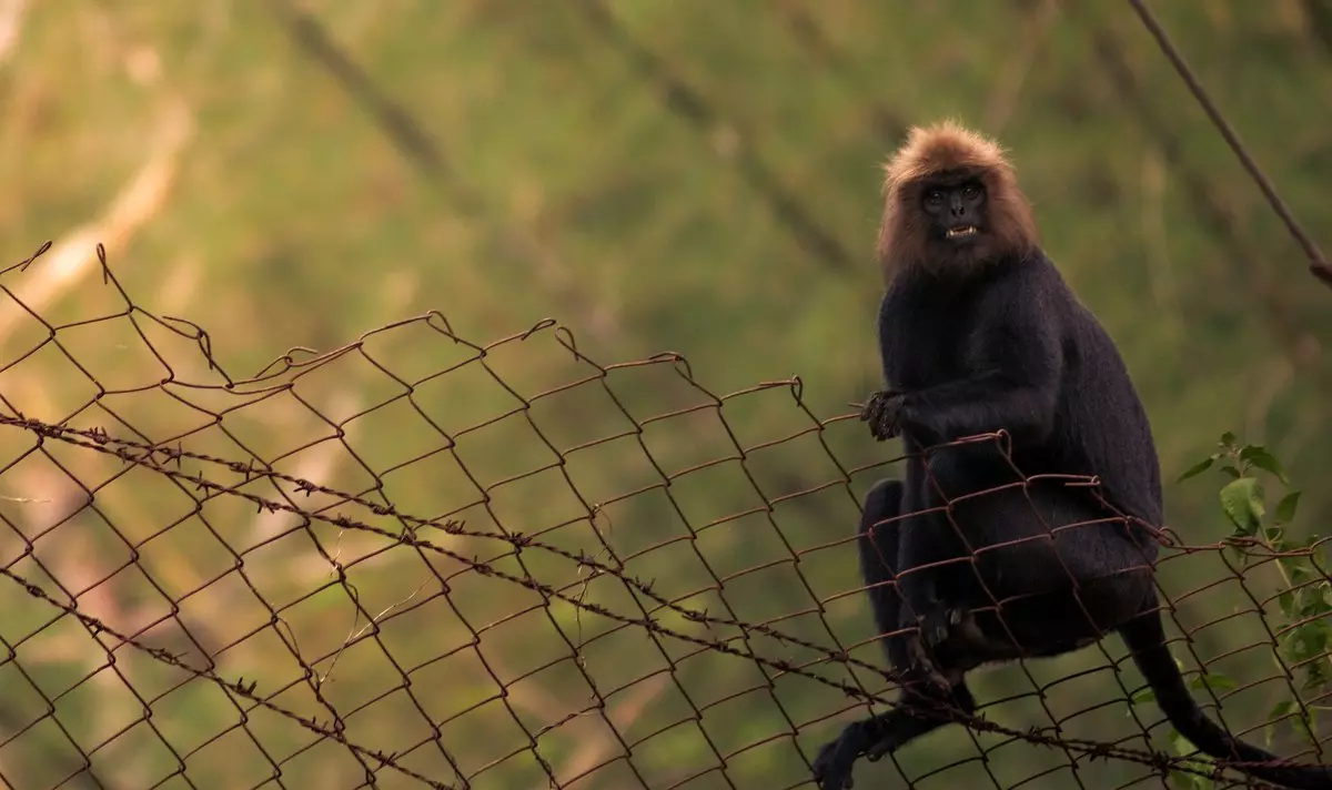 Los indios se apresuraban en los osos para asustar a las hordas de monos.