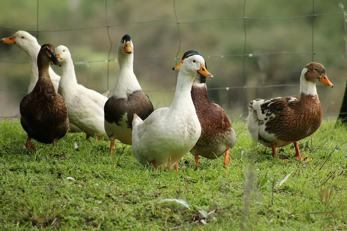 China está lista para enviar 100,000 patos a Pakistán para lidiar con la langosta