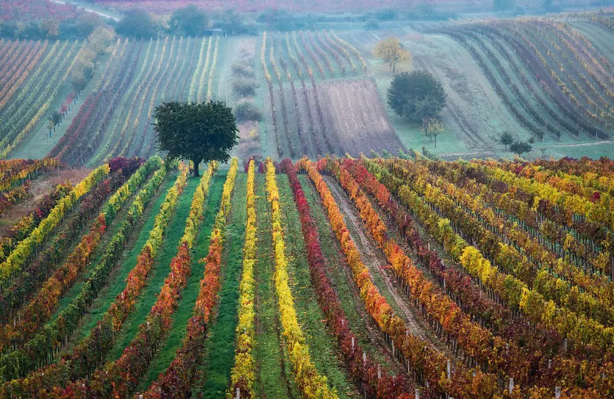 Alemania permaneció por primera vez sin vino de hielo debido al invierno cálido.