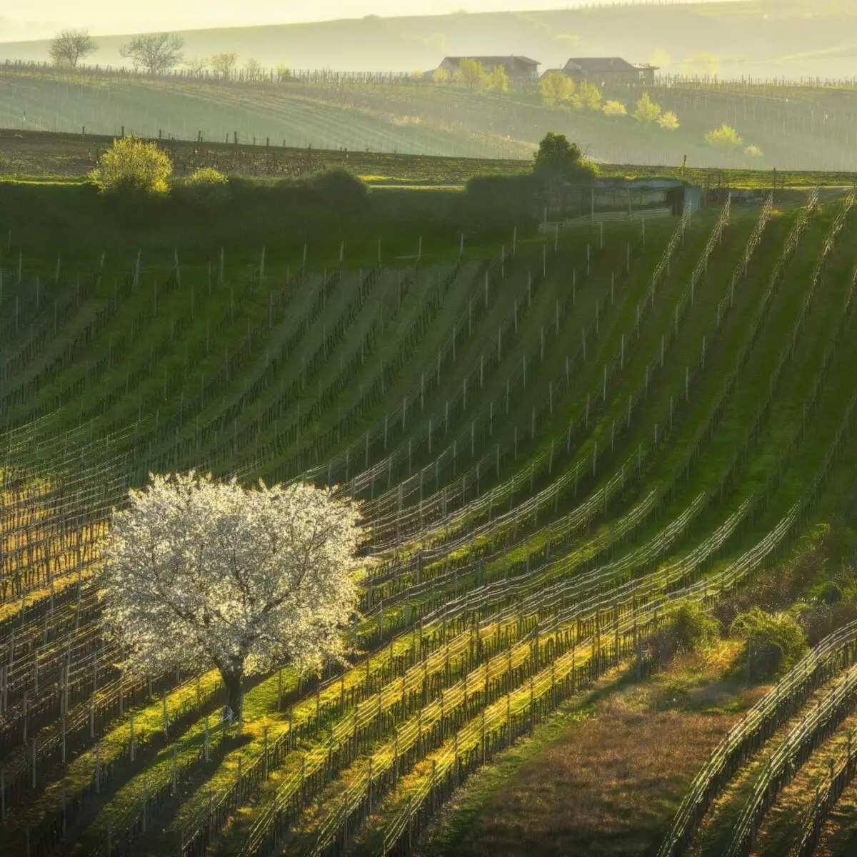 sur les vignes