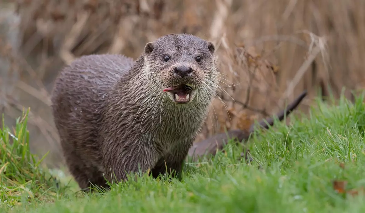 The otter population is growing in Britain: they steal fish from ponds and rejoice in life