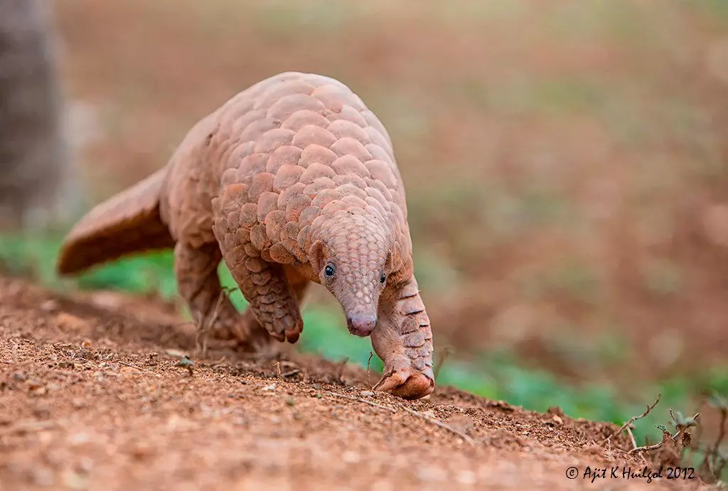 Gabon mengharamkan penggunaan pangolin dan kelawar di latar belakang pandemik