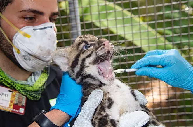 Leopardo erretzaile arraroak zoo amerikarrean jaio ziren