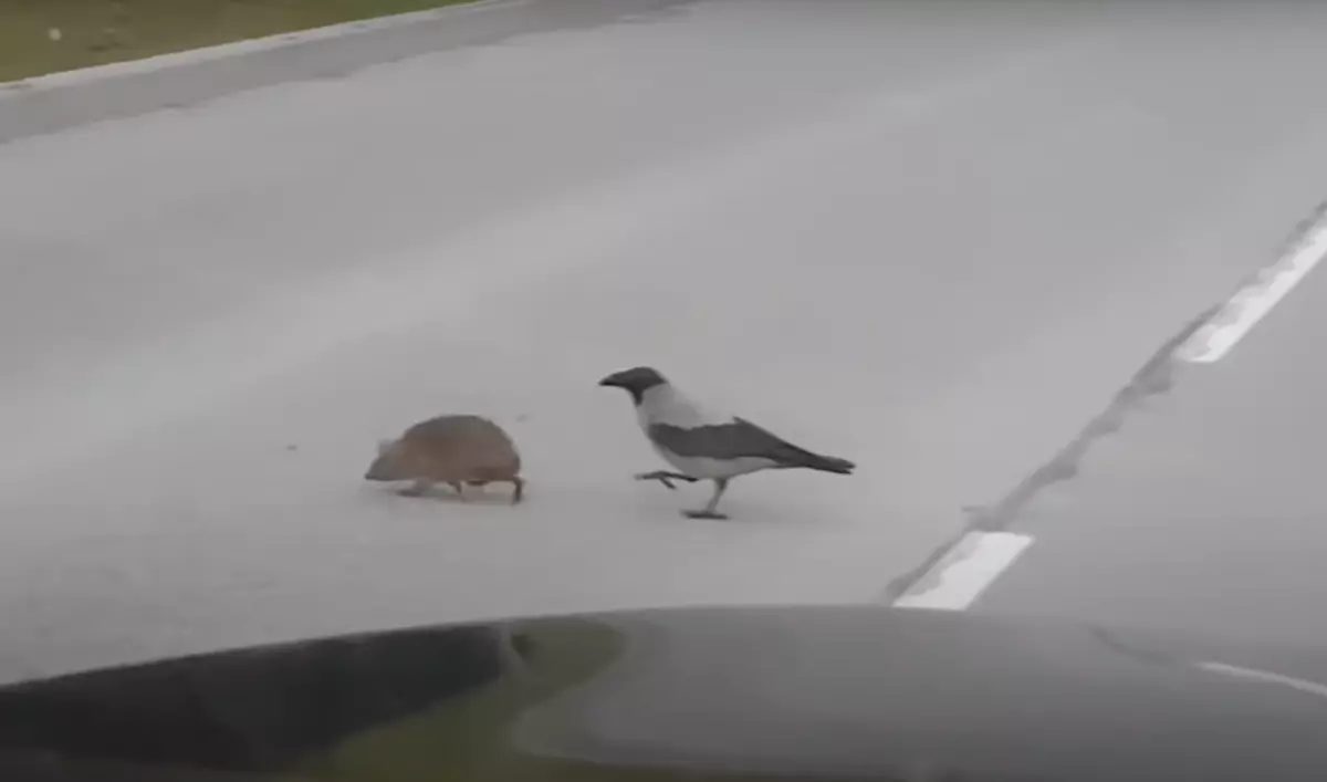 Crow Transfer Hedgehog di seberang jalan: Video