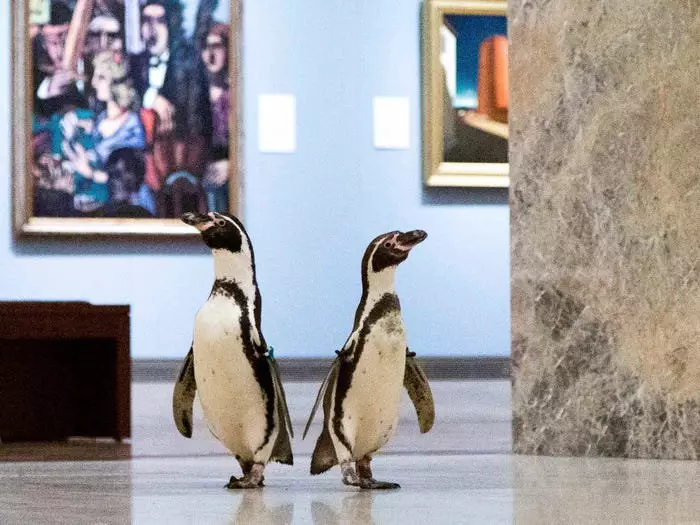 Penguins are walking by the empty museum of the arts and admire the masterpieces: photos and video