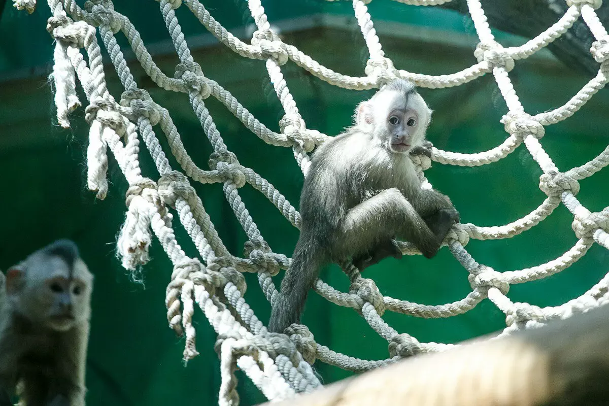 "Sushch, Kapuchin, jangan menangis": Young Capuchin Plaks dilahirkan di Zoo Moscow